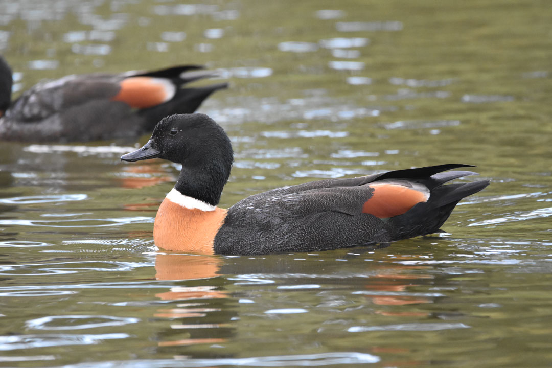 Bird Species of Hale Lake - Hale School