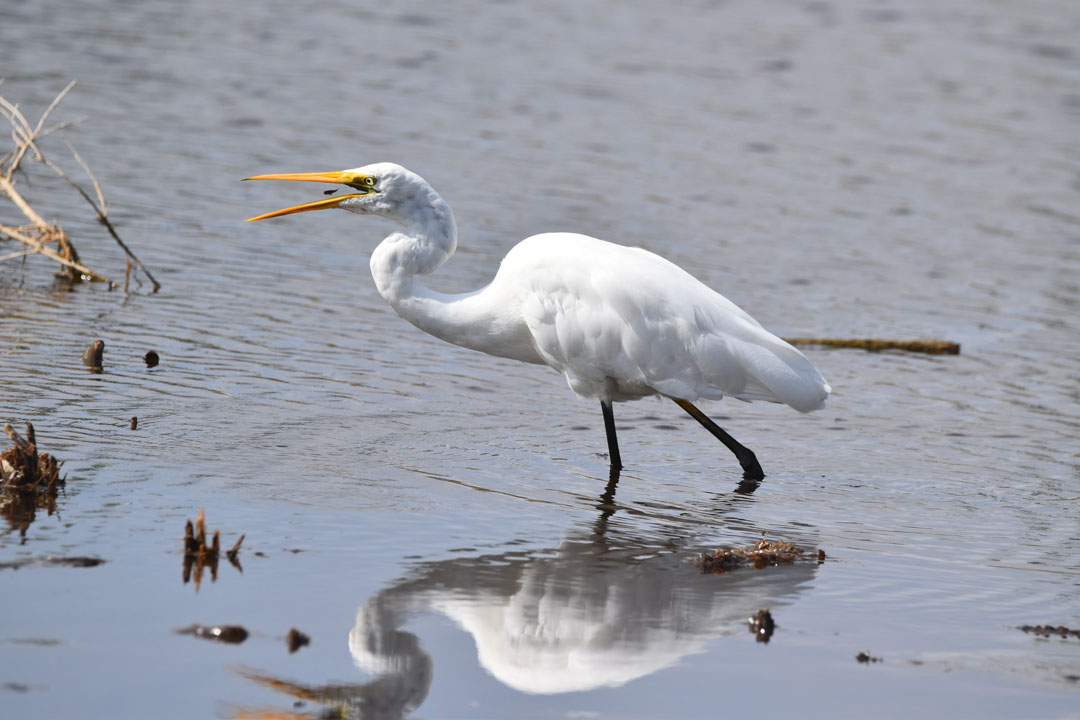 Bird Species of Hale Lake - Hale School
